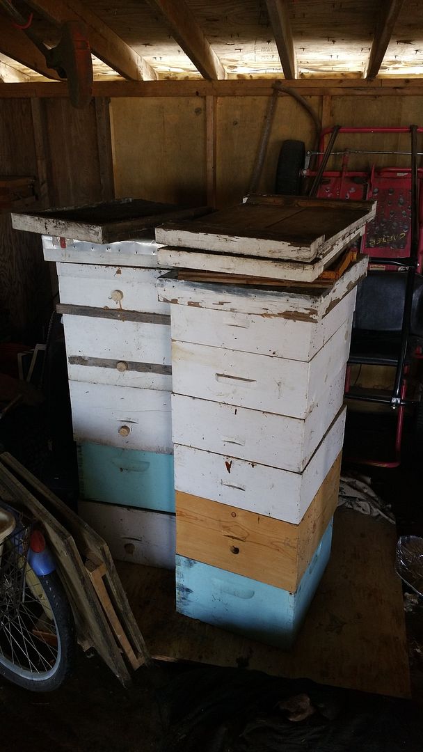 New Beekeeper - using old comb? | Beesource Beekeeping Forums