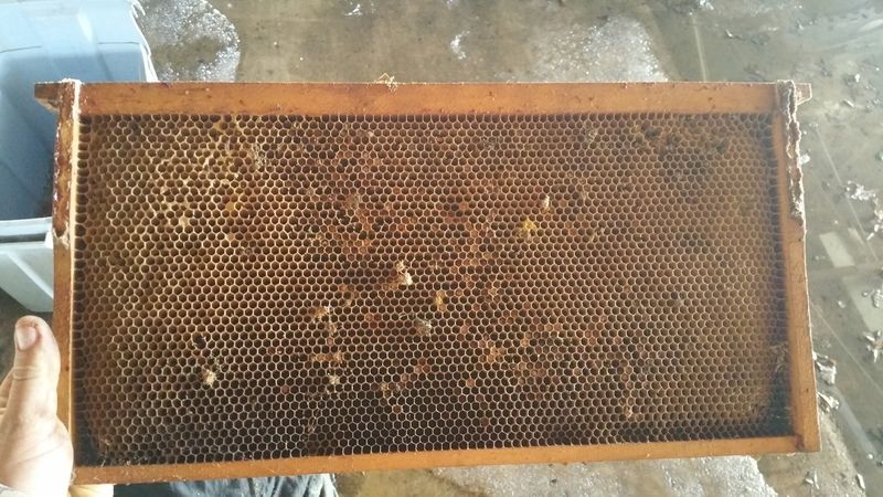 New Beekeeper - using old comb? | Beesource Beekeeping Forums