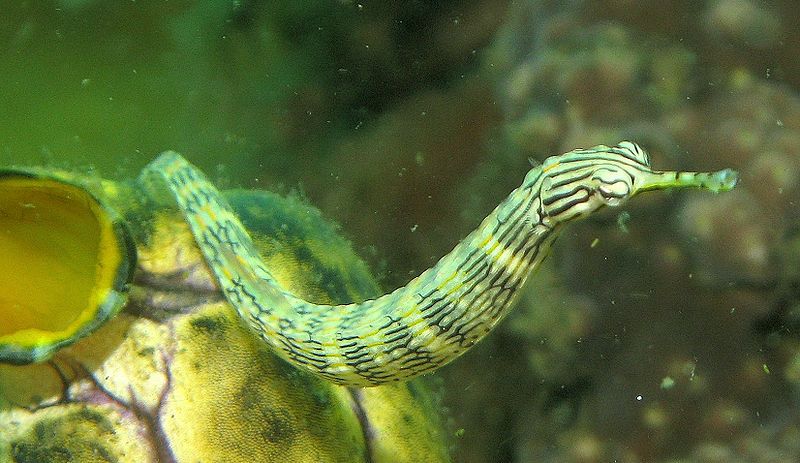 Fish of the Day: Dragon Pipefish / Doryrhamphus dactyllophorus | Reef2Reef