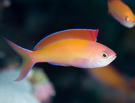 Fish of the Day: Dispar Anthias | Reef2Reef