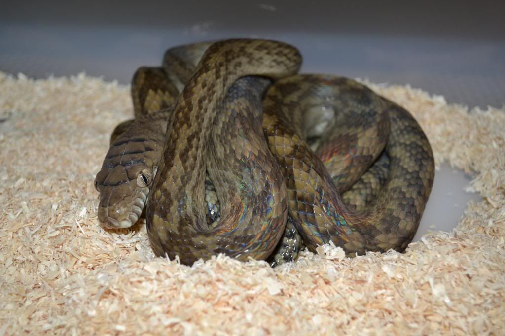 1.1 Merauke Scrub Pythons | Reptile Forums