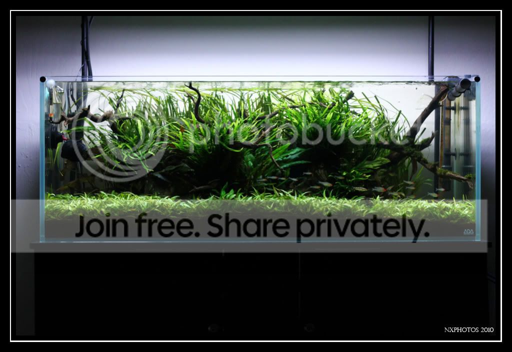120P photo journal | The Planted Tank Forum