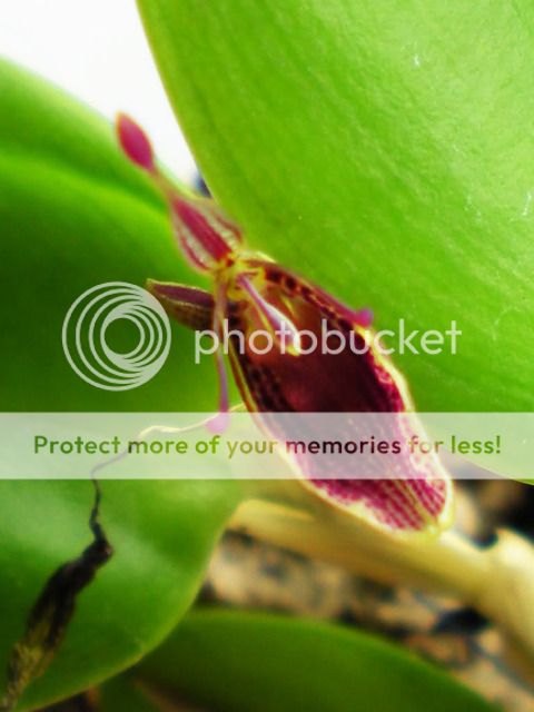 SHOW US YOUR ORCHIDS/FLOWERS! | Page 5 | TerraForums Venus Flytrap ...