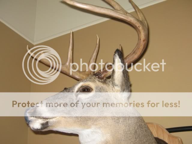 chevreuil.net :: Consulter le sujet - Ma tête de chevreuil Naturalisée ...