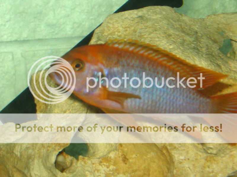 Rusty Cichlid | Fish Forum