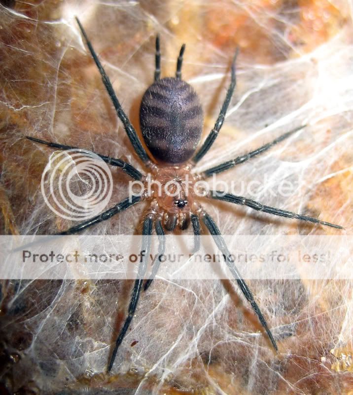 More Linothele | Arachnoboards