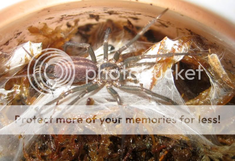 More Linothele | Arachnoboards