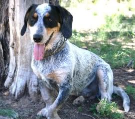 Round three...how bout this basset mix? | Basset Hounds Forum