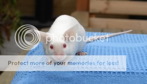 Ivory satin | Pet Mice Forum