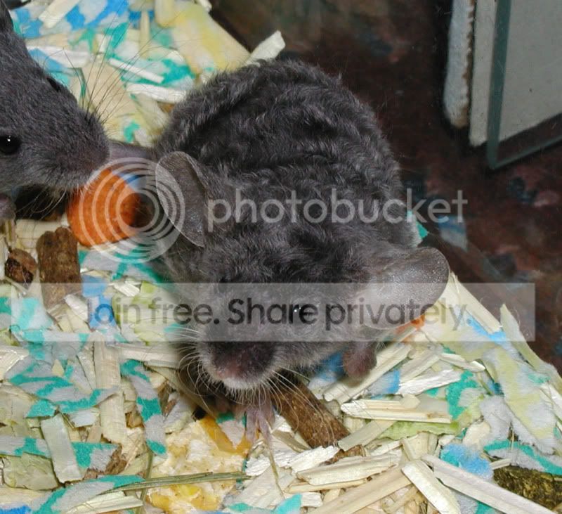 Dumbo Mice? | Pet Mice Forum