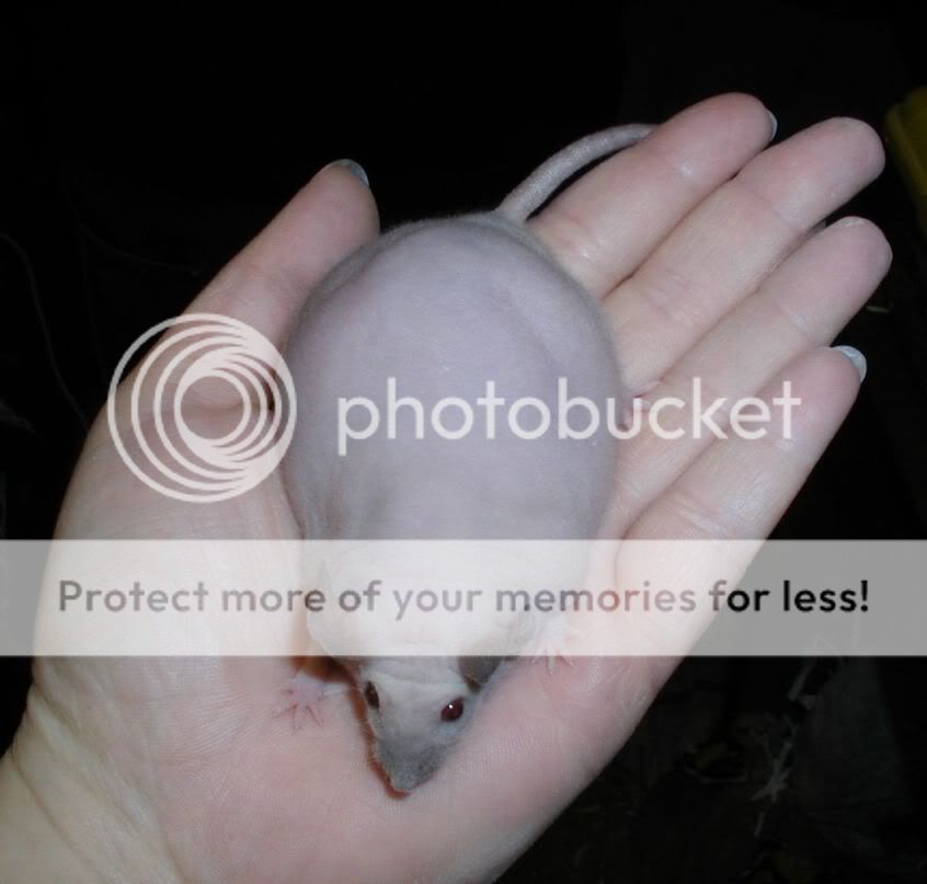 Shocking! So ugly he's cute | Pet Mice Forum