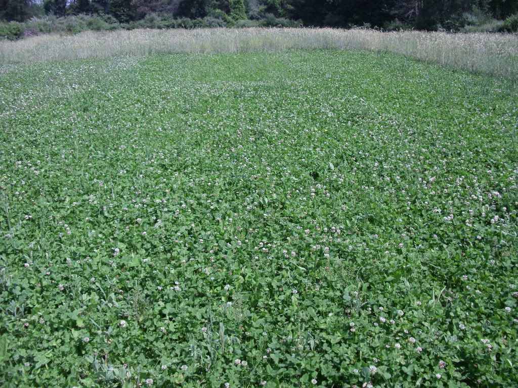 Clovers and Brassicas | Michigan Sportsman Forum