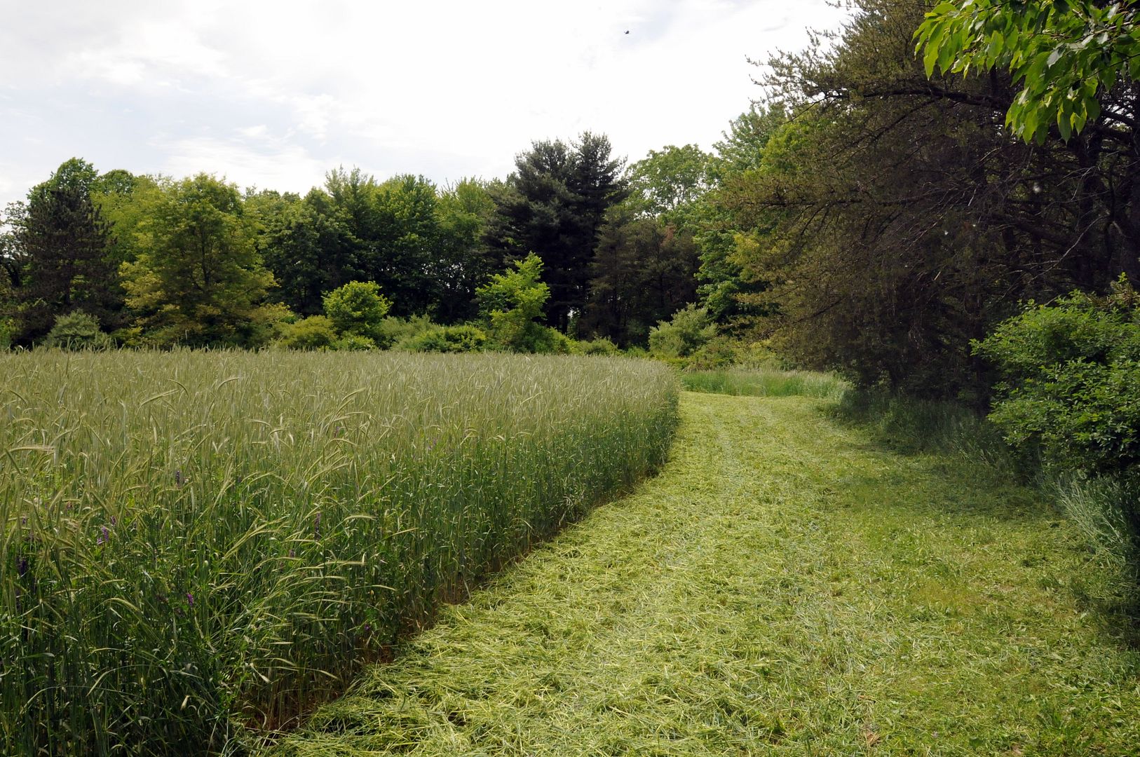 Any secrets to planting winter rye clover mix in spring? | Michigan ...