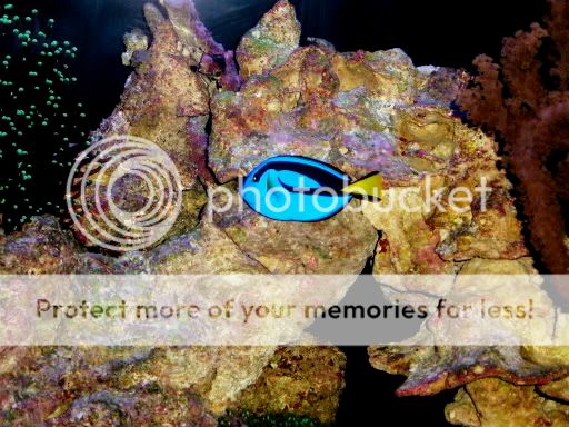 I got me one of those "Delay Fish" - Reef Central Online Community