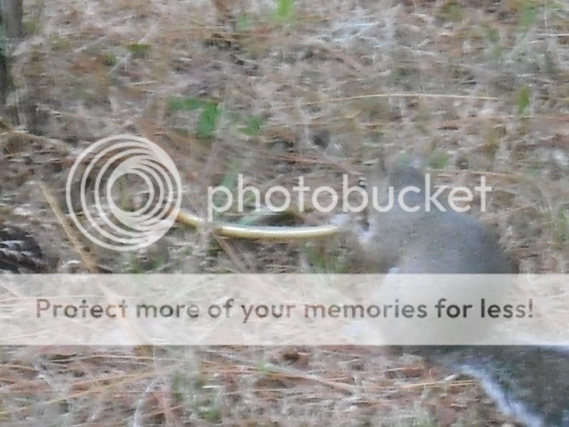 A squirrel eating a snake - The Firing Line Forums