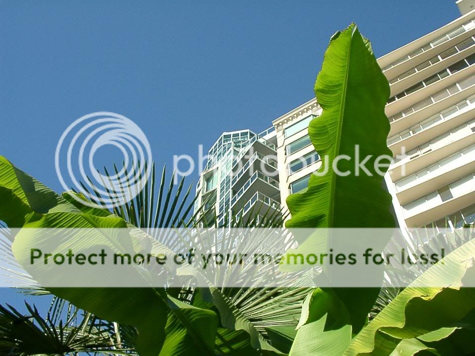 Palm trees by the bay | SkyscraperCity Forum