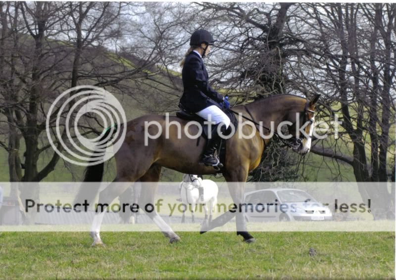 Lets see your welshes (and crosses)! | Page 2 | The Horse Forum