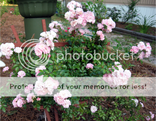 Redneck Rose Gardener: Humble Beginnings - The Polyanthas