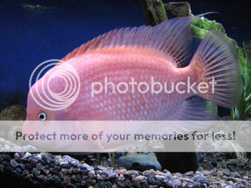 what the hell is a rose queen flowerhorn | MonsterFishKeepers.com