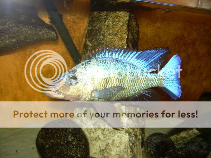 fossie pic | Cichlid Fish Forum