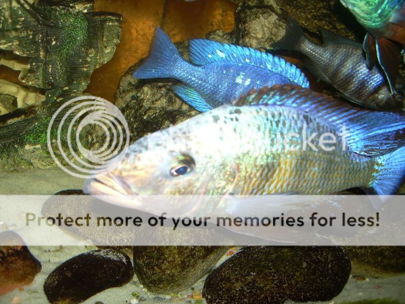 fossie pic | Cichlid Fish Forum