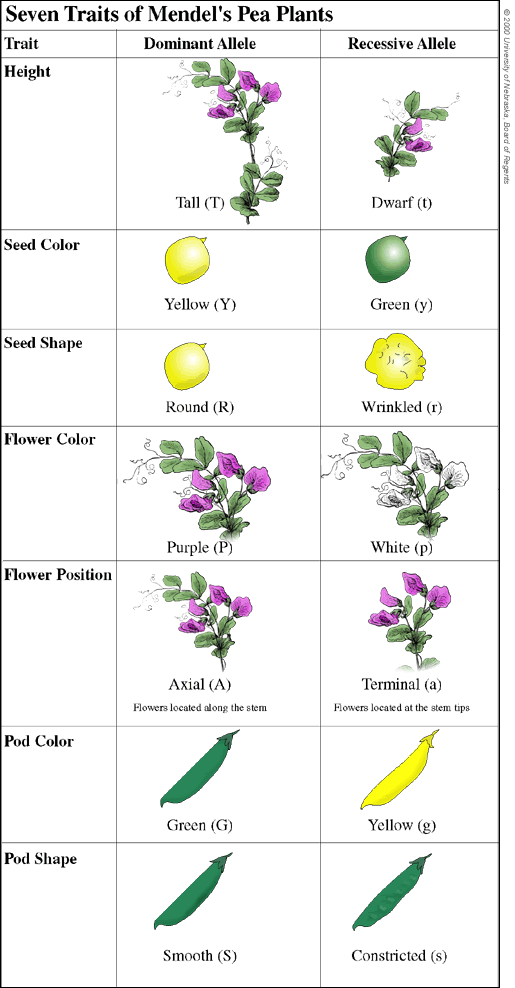 BIOLOGY notes: Unit 3 Lesson 1: childofthecornx