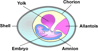 This Diagram Is Of An Amniote Egg What Is The Correct