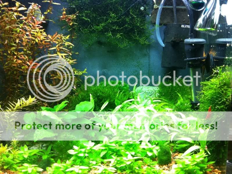 biocube 14.. | The Planted Tank Forum