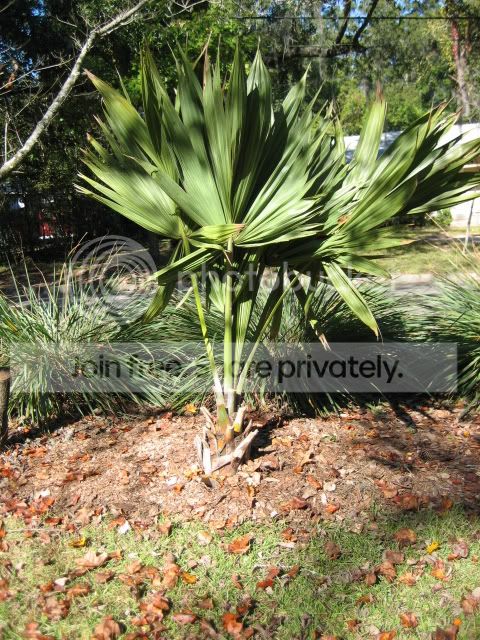 Fall Foilage and palms - DISCUSSING PALM TREES WORLDWIDE - PalmTalk