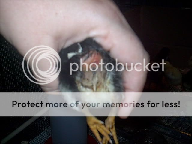 Constipated chick with swollen vent | BackYard Chickens - Learn How to ...