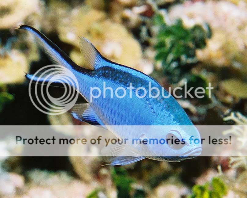 Saltwater Fish of the Day: Blue Chromis | Reef2Reef