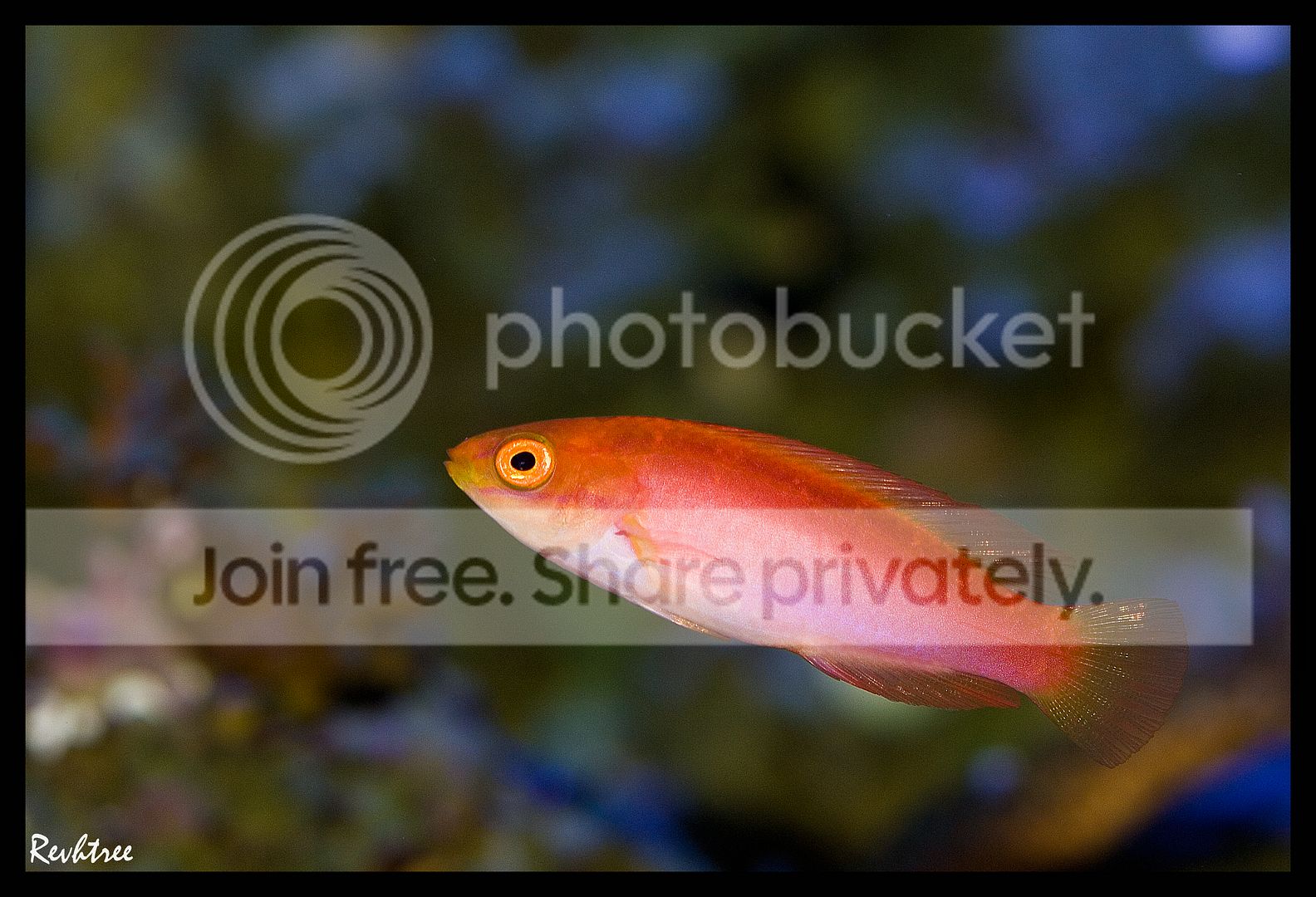 Eye Candy: The most photogenic fish thread | Reef2Reef