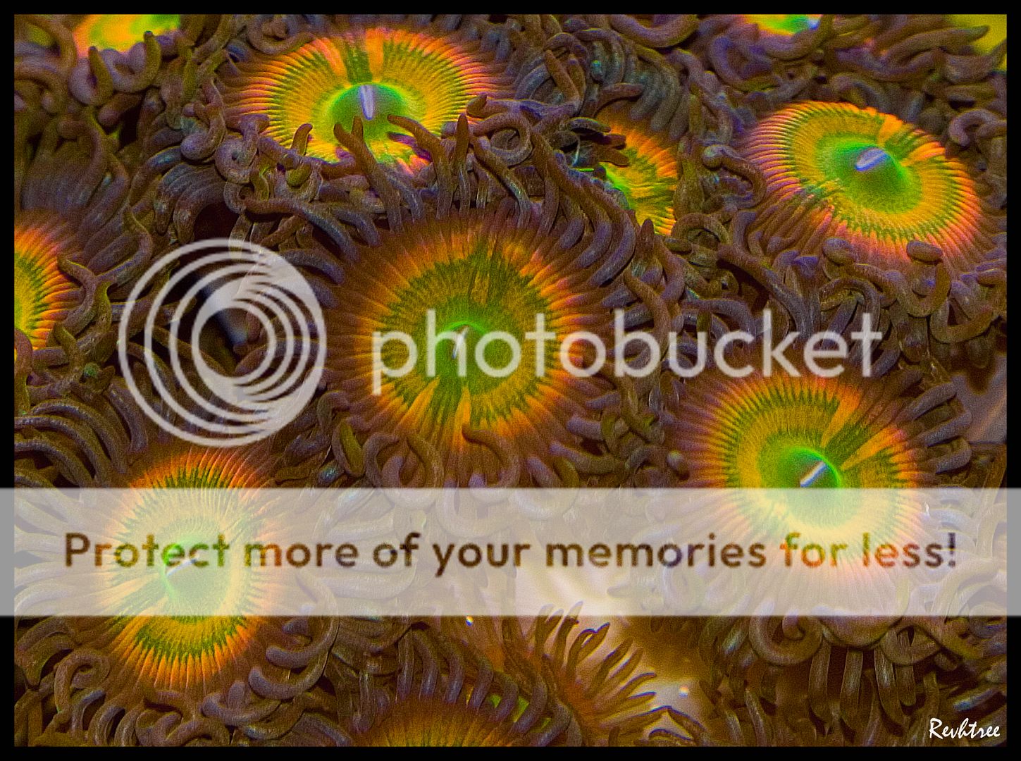 Reef Aquarium Fact #147 Zoanthids discharge a highly toxic chemical ...