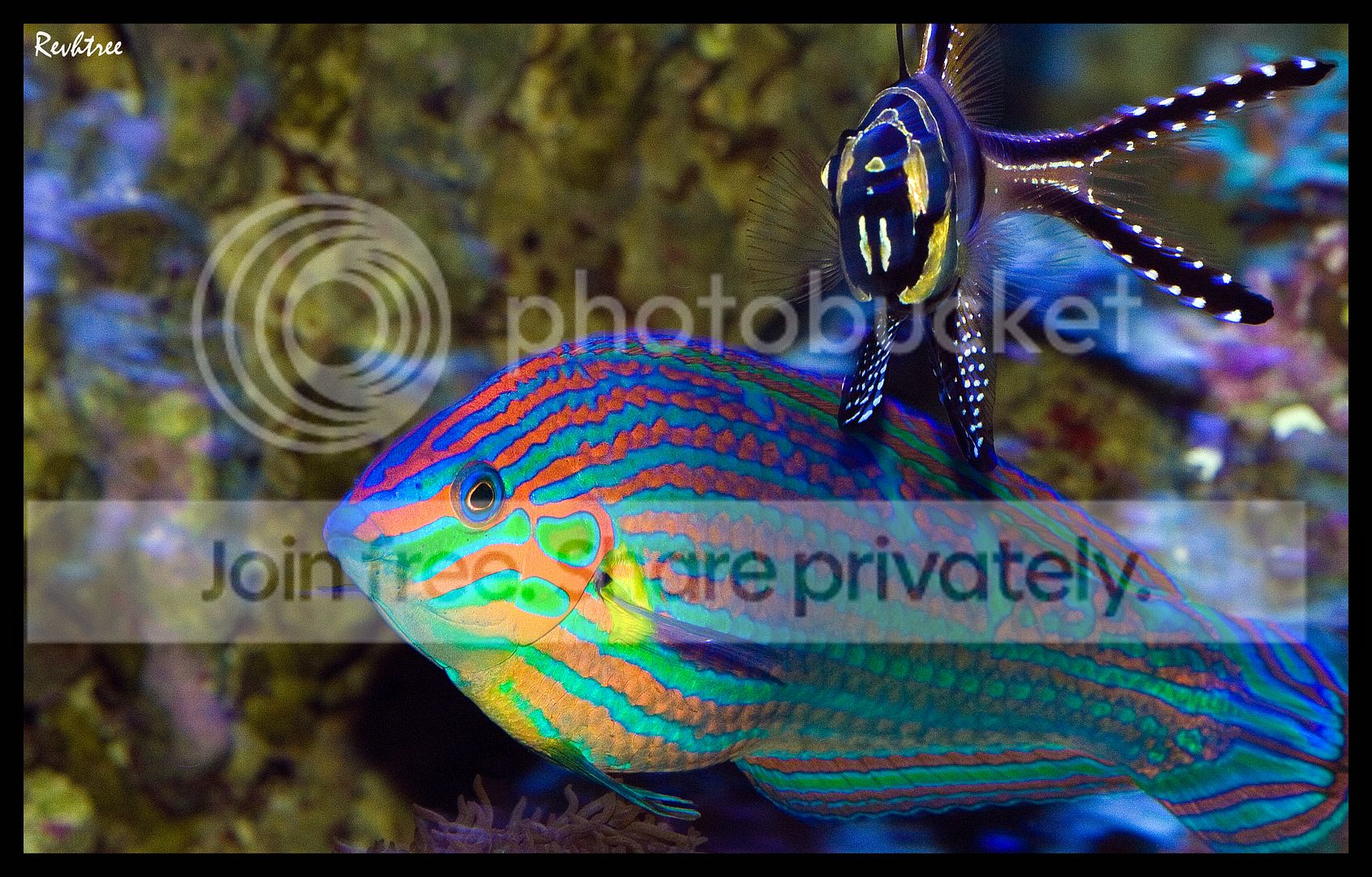 Eye Candy: The most photogenic fish thread | Reef2Reef