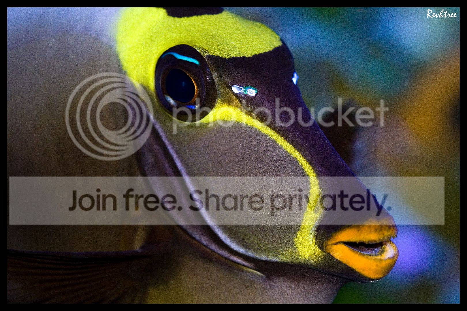 Eye Candy: The most photogenic fish thread | Reef2Reef