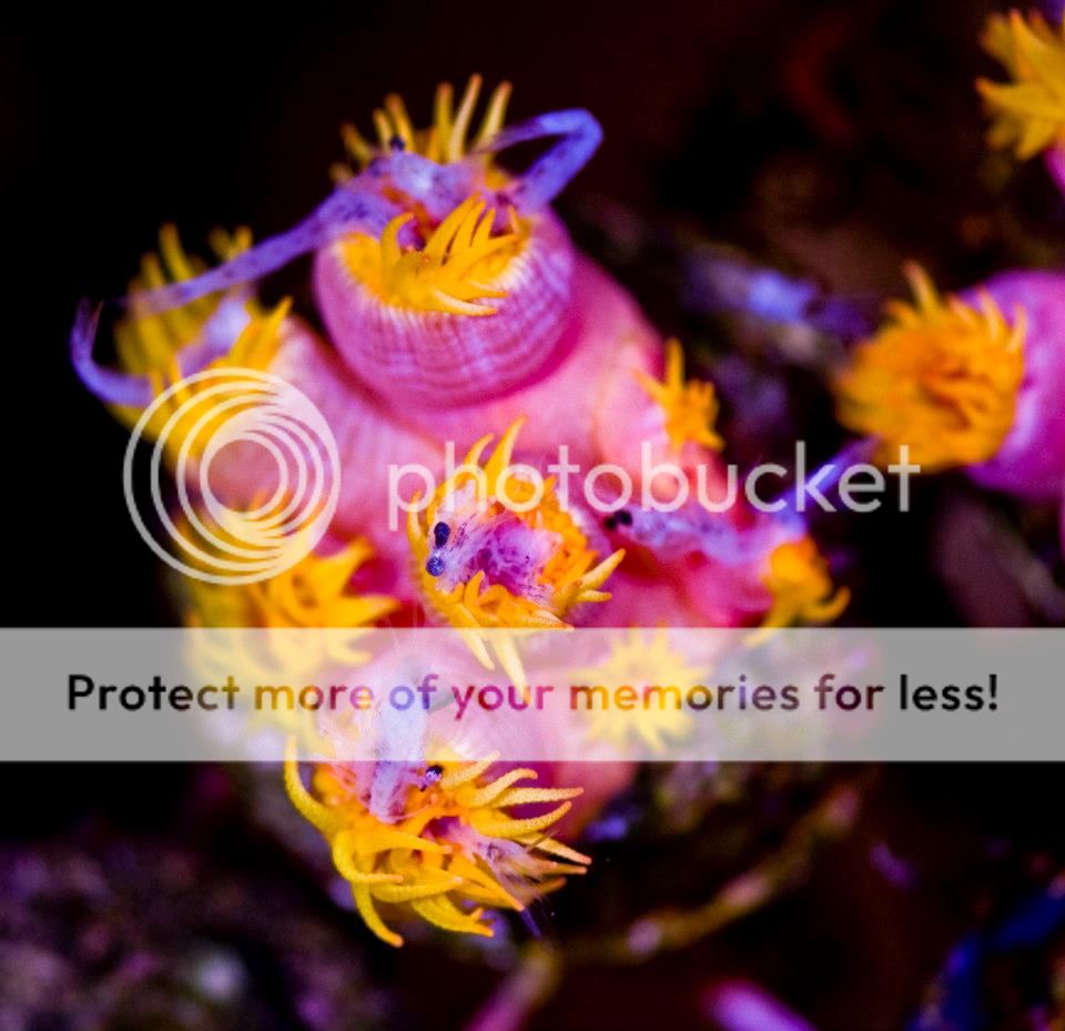 How to train your Tubastrea (Sun Coral) to stay open! | REEF2REEF ...