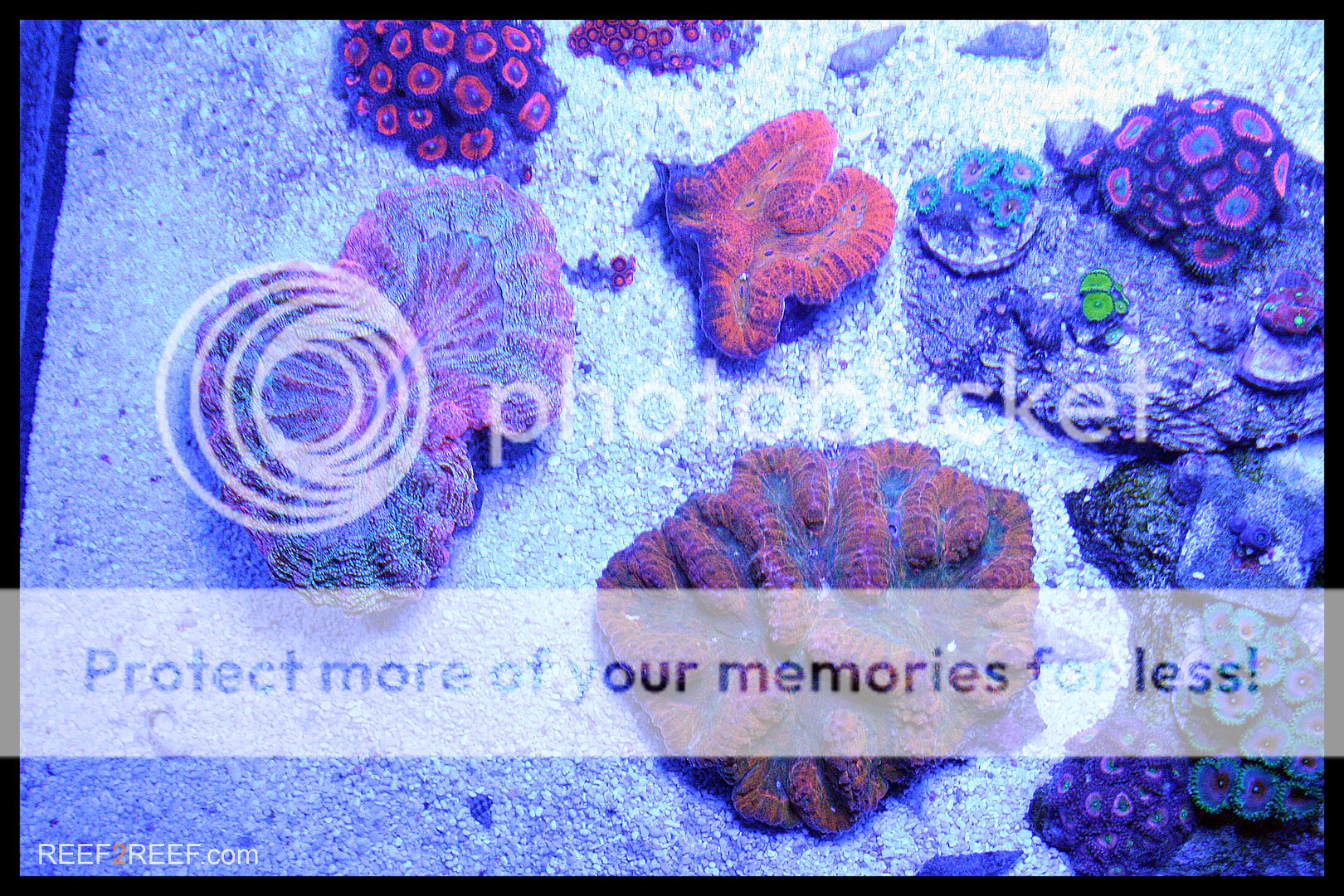 Best looking pink coral | Reef2Reef