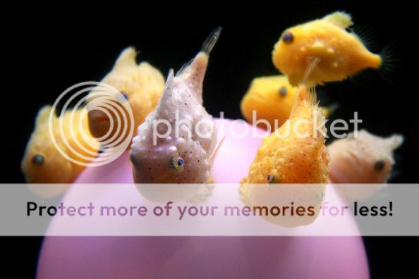 How "cool" are these little guys? Balloon Lumpfish (Eumicrotremus ...