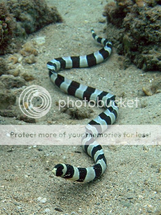 Fish of the Day: Banded Snake Eel | Reef2Reef