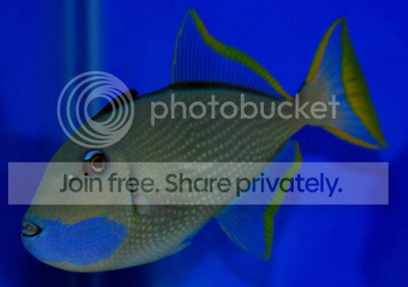 Fish of the Day: Bluechin, Blue Throat, Blue Jaw, Gilded / Xanthichthys ...
