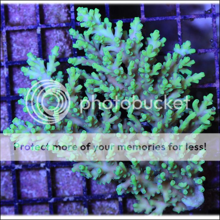 Candlelight Acro | Reef2Reef