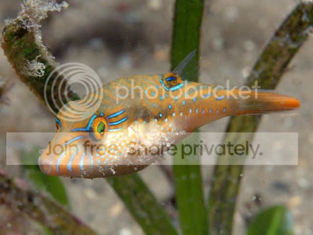 Fish of the Day: Bennett's Toby / Canthigaster bennetti | Reef2Reef