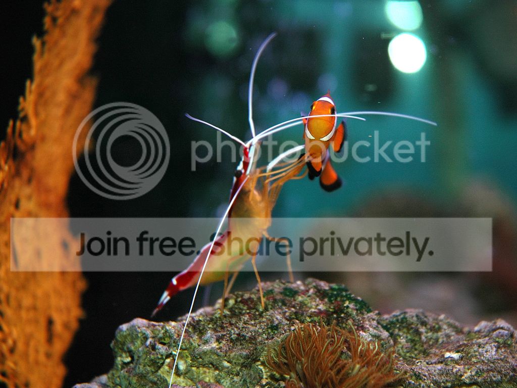 Invert Spotlight: Scarlet Skunk Cleaner Shrimp (Lysmata amboinensis ...