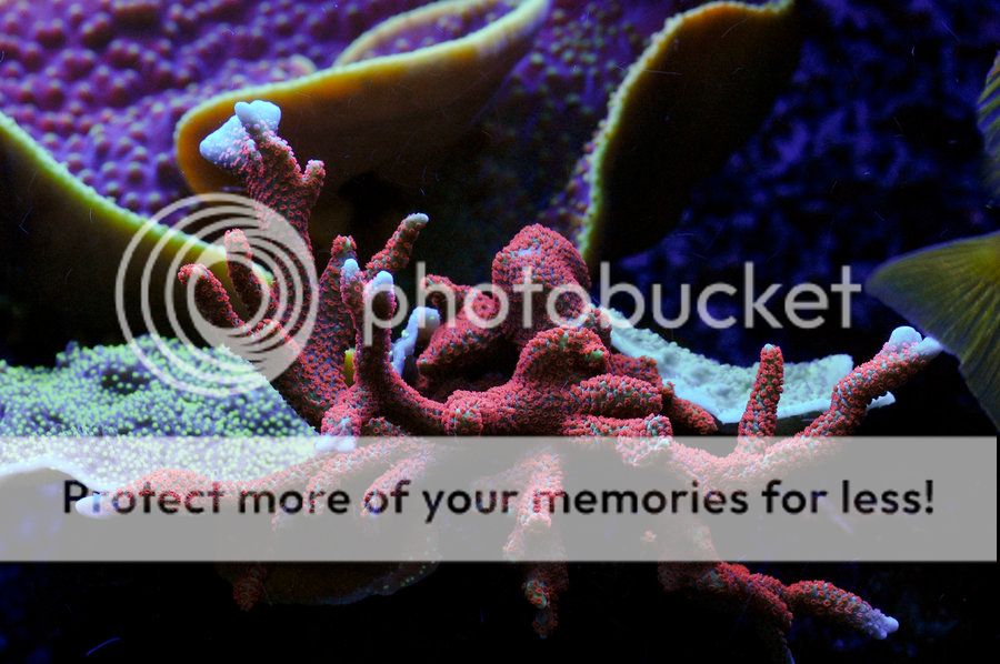 Beginner Corals You Wonâ€™t Regret: By Mallorie Gaughran | Reef2Reef