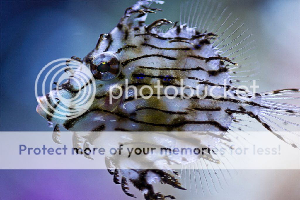 Saltwater Fish of the Day: Tasseled Filefish | Reef2Reef