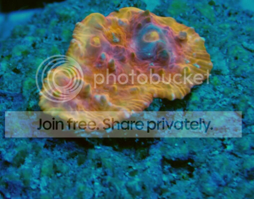 Jabawaki Chalice | Reef2Reef