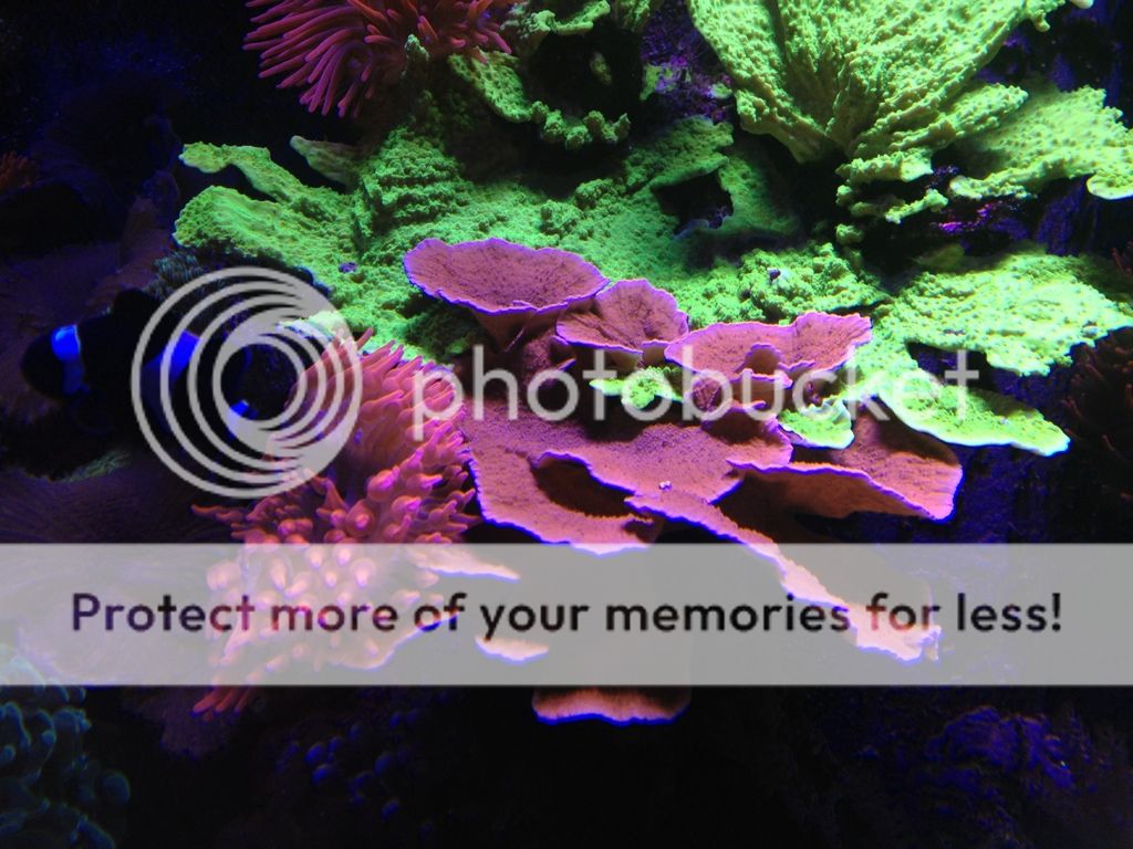 Share your favorite Montipora Caps types and photos! | Reef2Reef