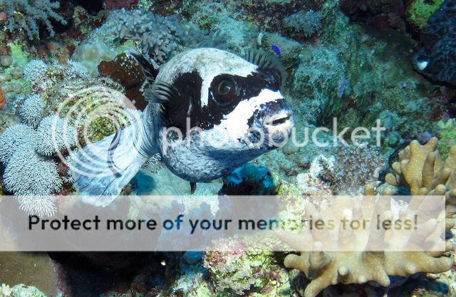 Saltwater Fish of the Day: Masked Puffer, (Panda Puffer) | Reef2Reef