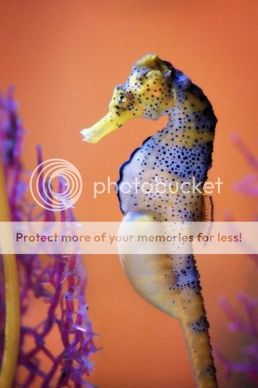 Photo of the Day: Amazing Seahorse! | REEF2REEF Saltwater and Reef ...