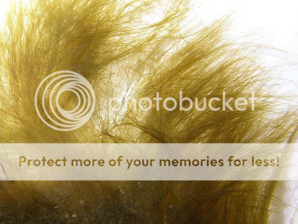 Hair Algae Kill at Karen Staples blog